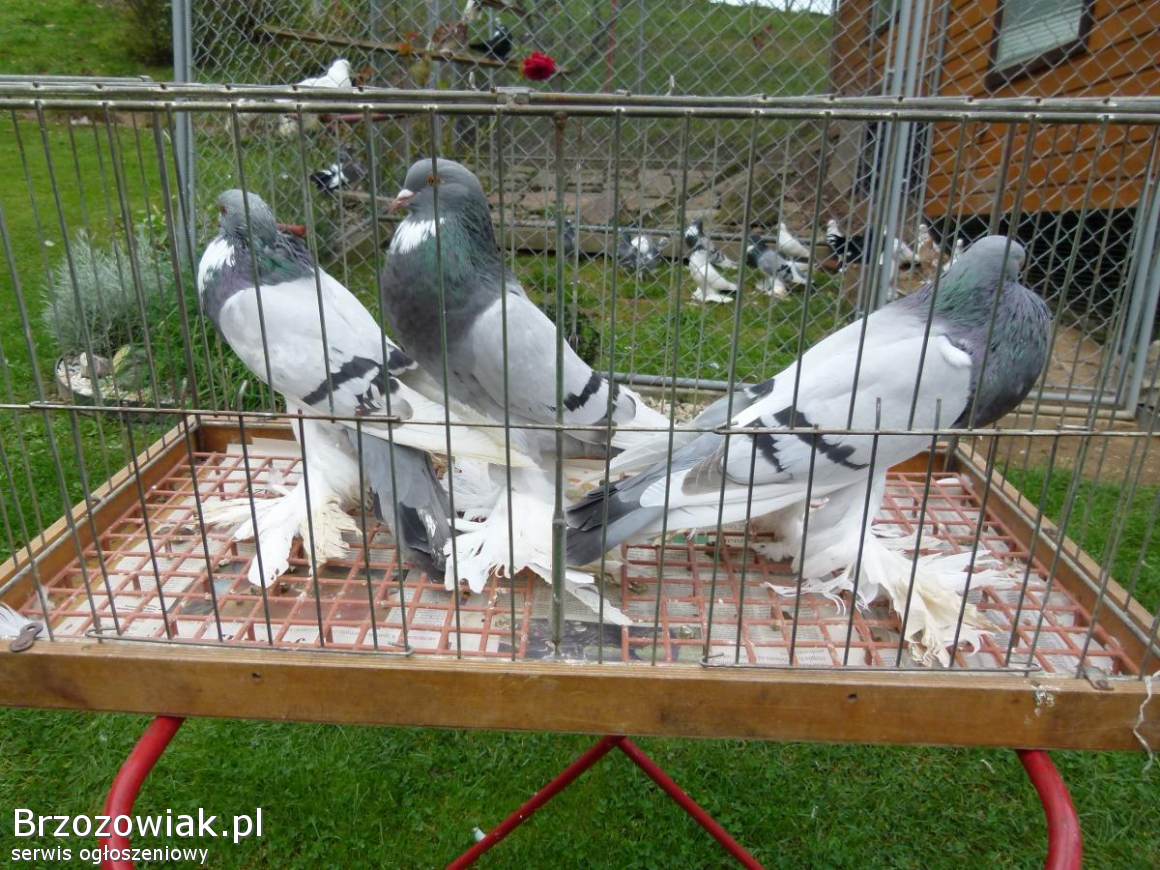 Gołębie ozdobne Sanok - Brzozowiak.pl